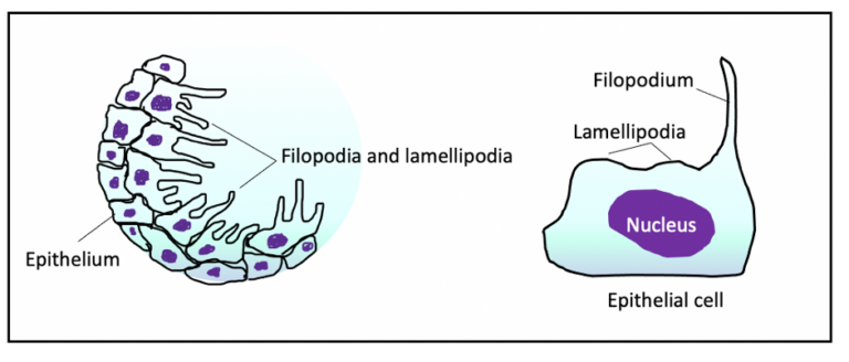 The Pathophysiological Mechanisms Underlying Corneal Scarring - Journal ...