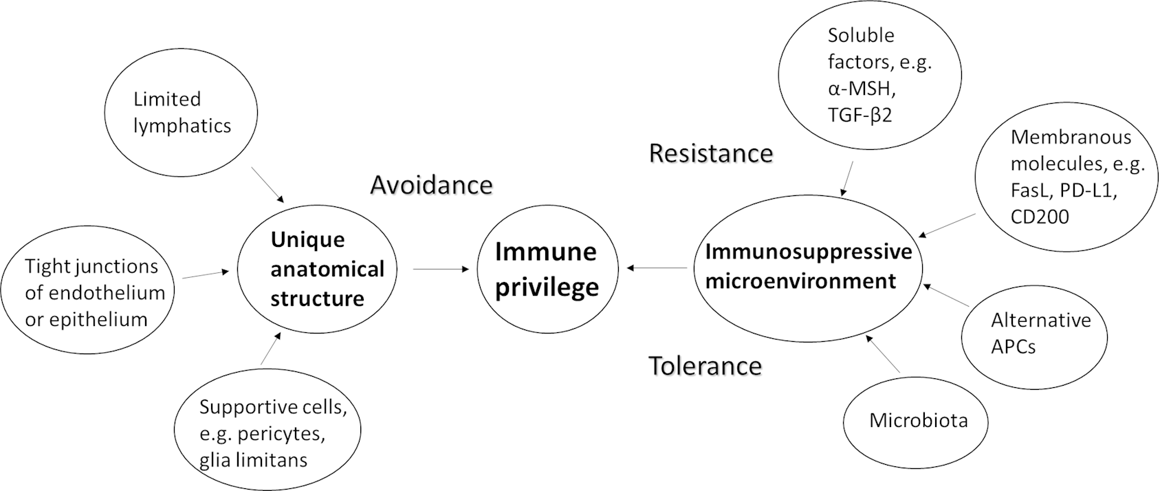 Immune Privilege in the Eye - Journal of the Foundations of Ophthalmology Immune Privilege in the Eye - Journal of the Foundations of Ophthalmology